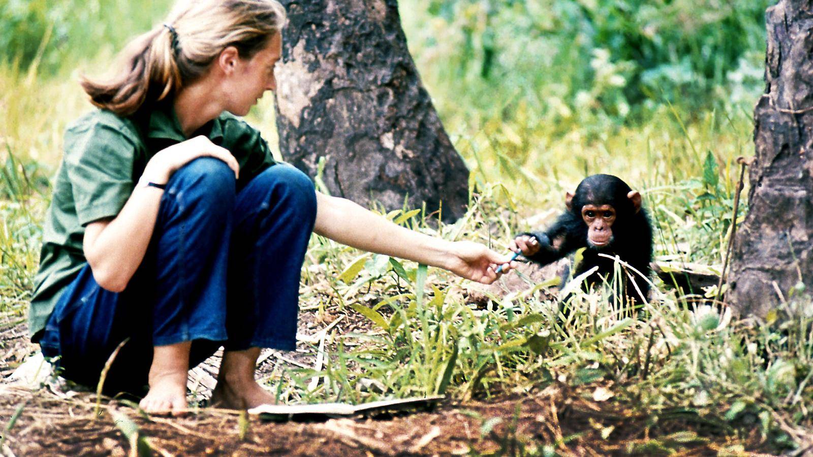 Jane Goodall on a life as a woman defending the wild | Chatham House ...