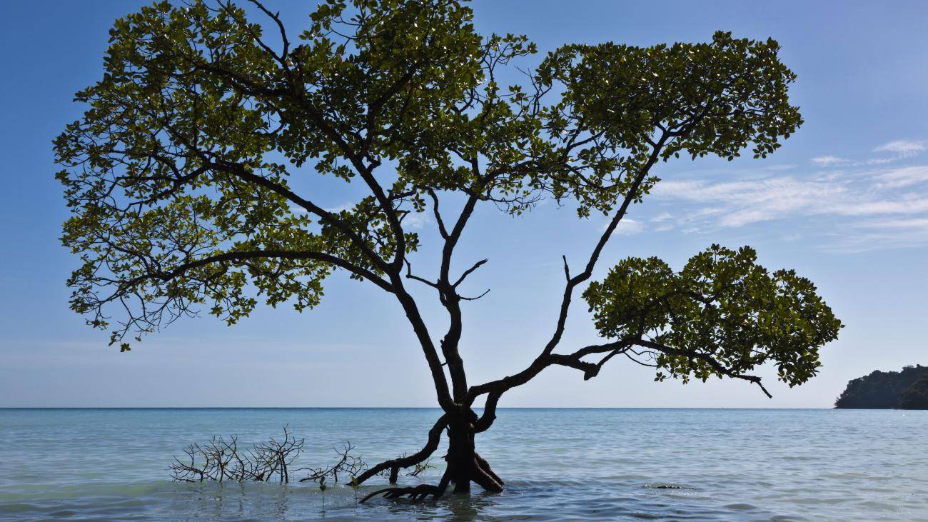 Sam Geall | Chatham House – International Affairs Think Tank