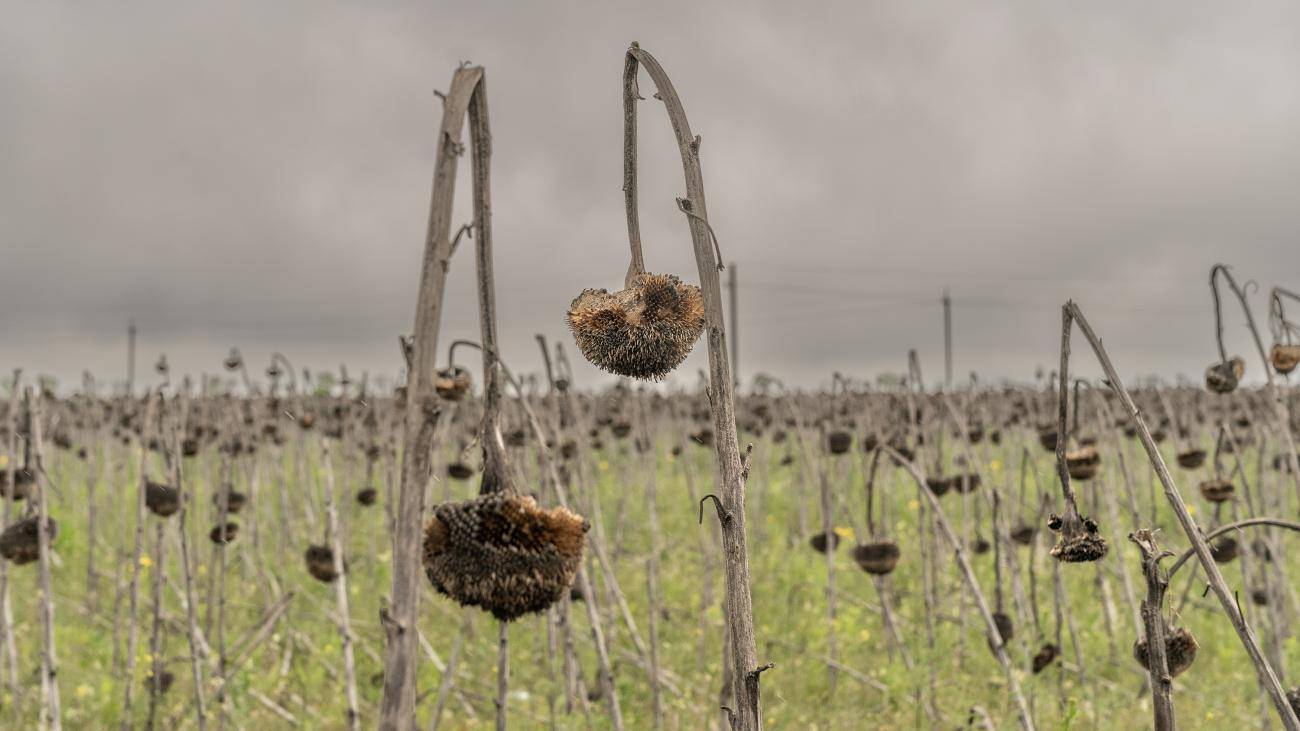 Heatwaves, extreme heat and climate change | Chatham House ...