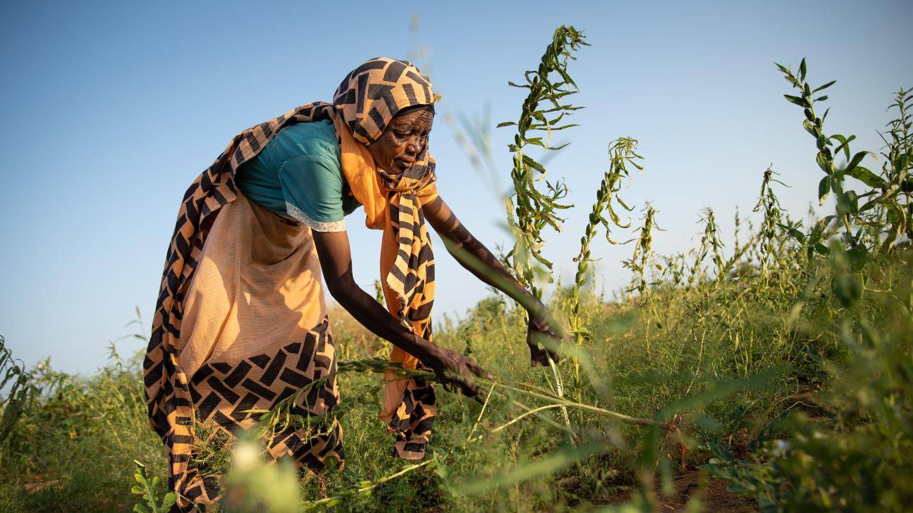 Securitizing the Ethiopia–Sudan border: How cross-border conflict is shaping trade and the ...