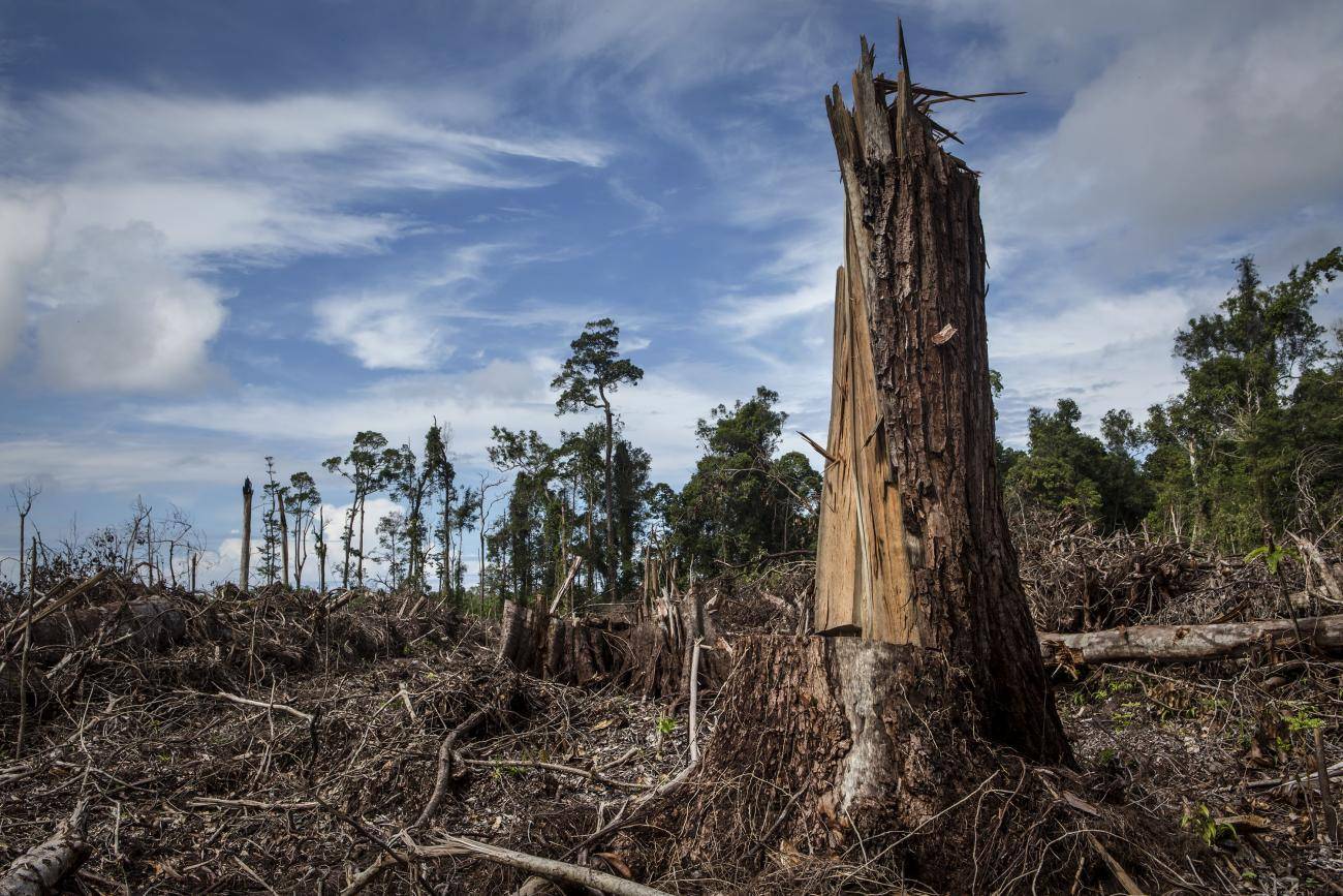 Target Agricultural Supply Chains to Tackle Deforestation | Chatham ...